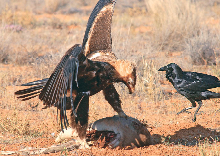 Booktopia - Glimpses of Australian Birdlife by Slater Peter & Elmer ...