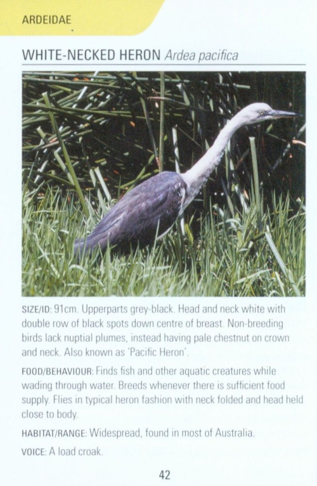 Reed Concise Guide : Birds of Australia , Reed Concise Guide by Ken ...