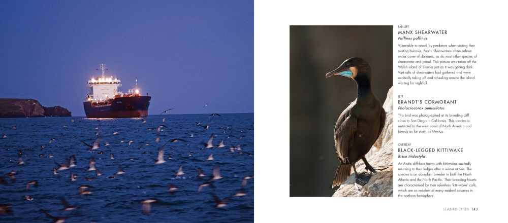 Booktopia - Seabirds of the World by David Tipling, 9781921517679. Buy ...