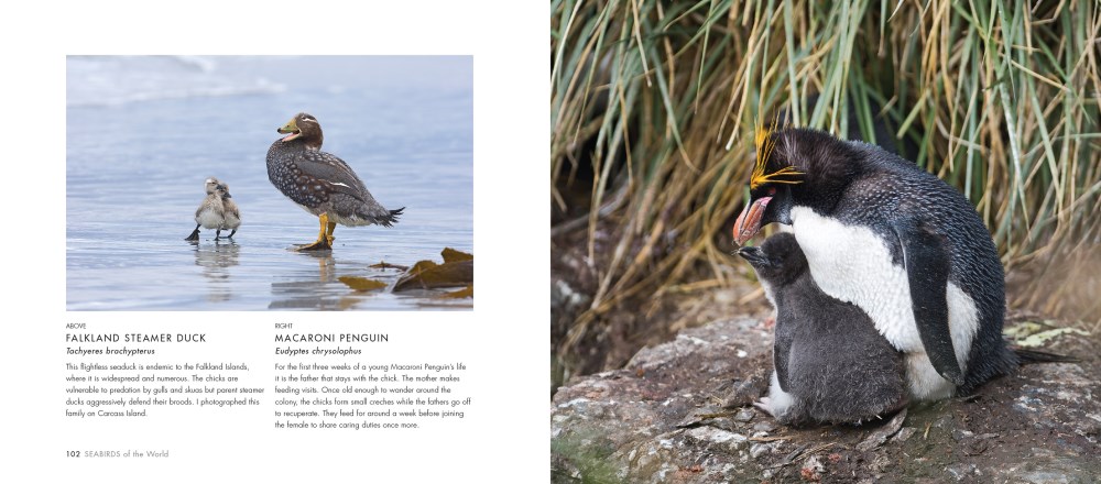 Booktopia - Seabirds of the World by David Tipling, 9781921517679. Buy ...