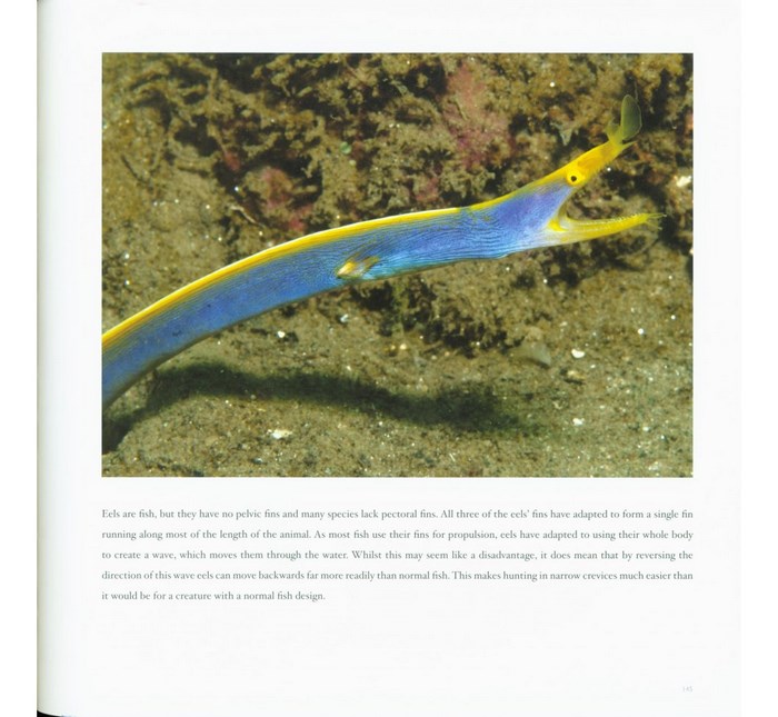 Deadly Oceans: In Search of the Deadliest Sea Creatures by Nick ...