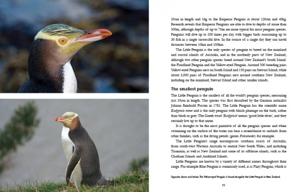 Little Penguins by Ken Stepnell | 9781921517969 | Booktopia