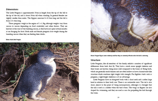 Little Penguins by Ken Stepnell | 9781921517969 | Booktopia