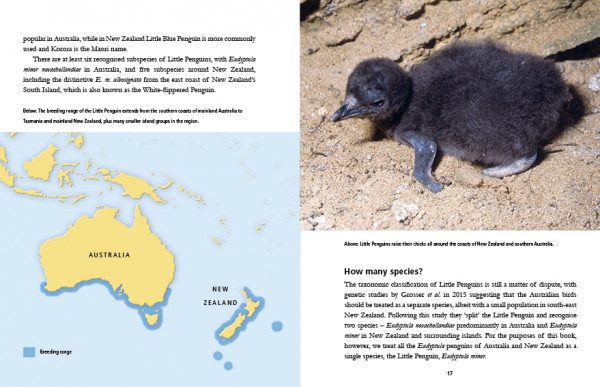 Little Penguins by Ken Stepnell | 9781921517969 | Booktopia