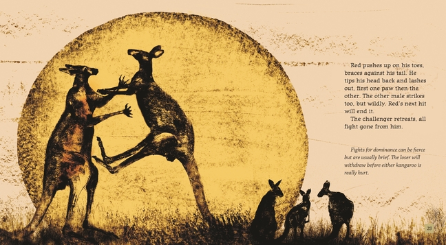 Big Red Kangaroo, Nature Storybooks by Claire Saxby | 9781921720420 ...