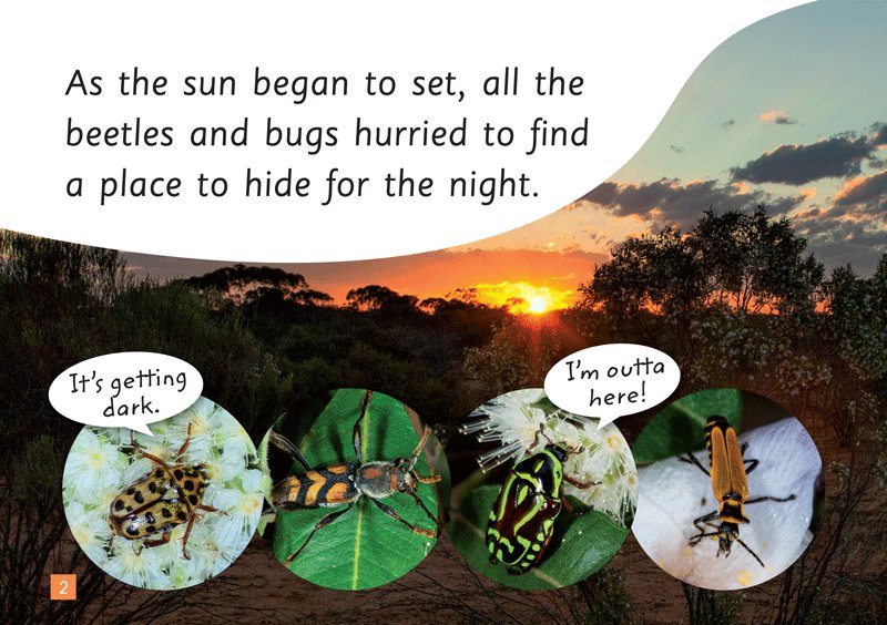 Boris the Beetle, Insect Storybooks by Steve Parish Publishing ...