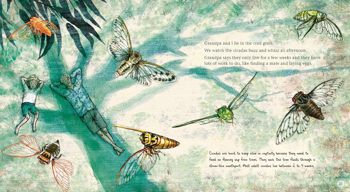 Searching for Cicadas, Nature Storybooks by Lesley Gibbes ...