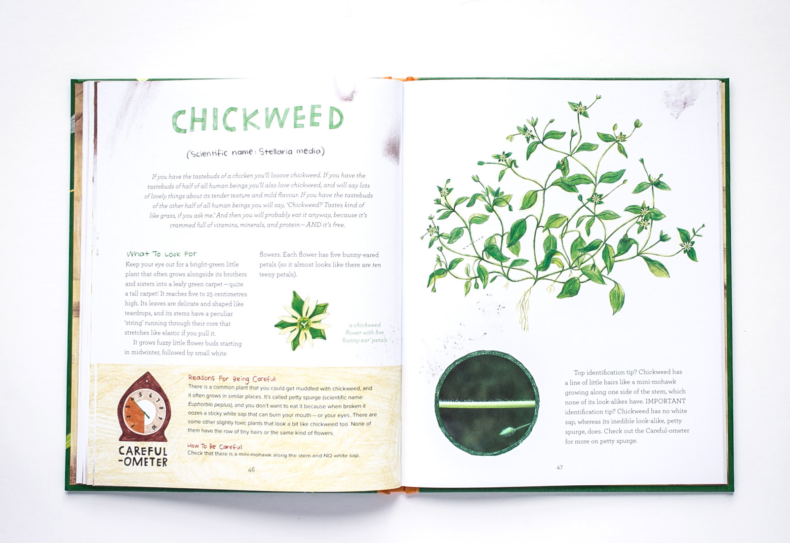 Let's Eat Weeds! by Annie Raser-Rowland | A kids' guide to foraging ...