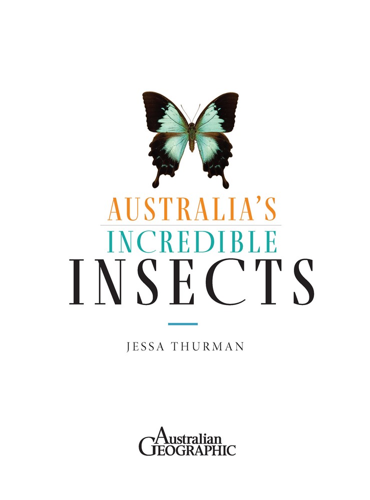 Australia's Incredible Insects by Jessa Thurman | 9781922388421 | Booktopia