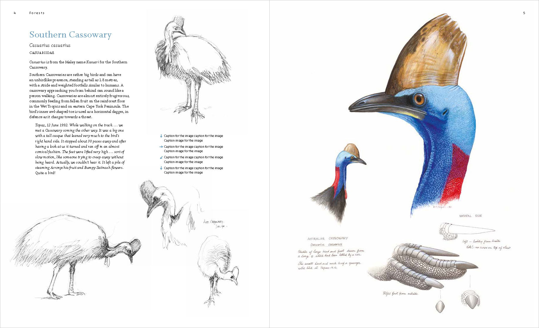 The Bird Art of William T. Cooper by Wendy Cooper | 9781922507600 ...
