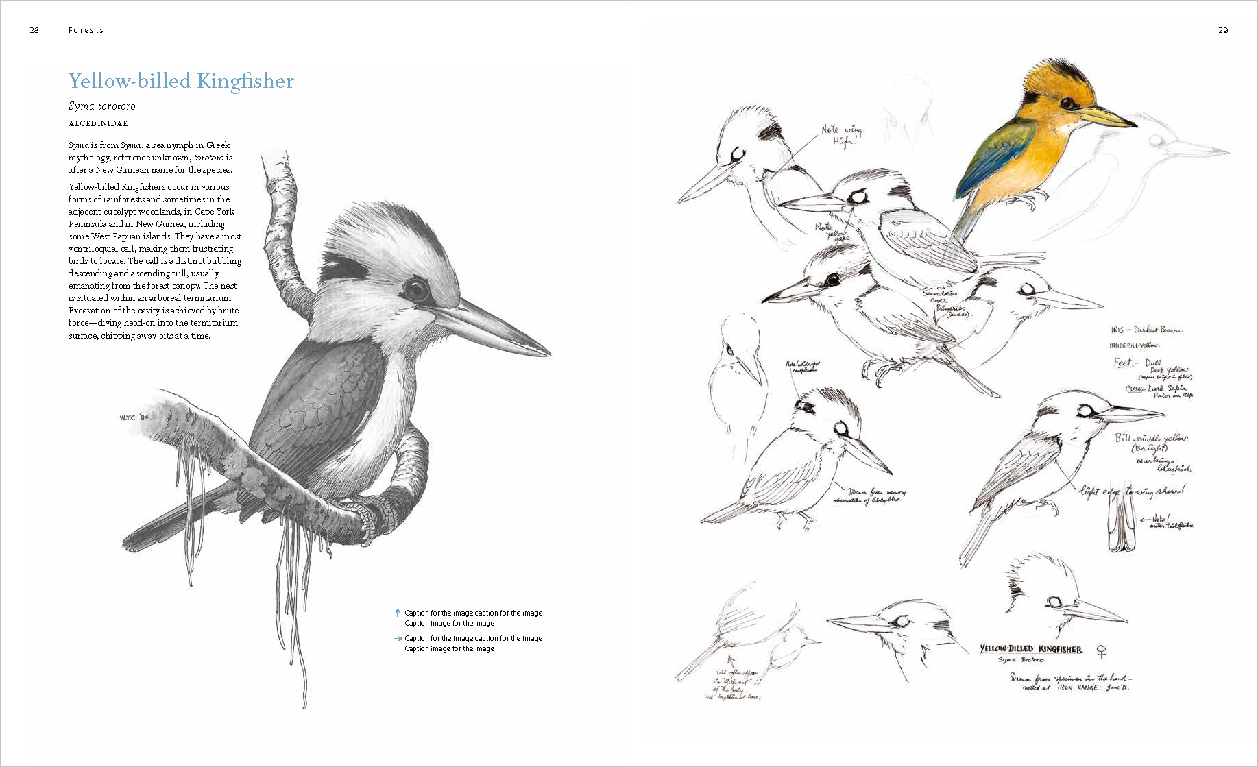 The Bird Art of William T. Cooper by Wendy Cooper | 9781922507600 ...