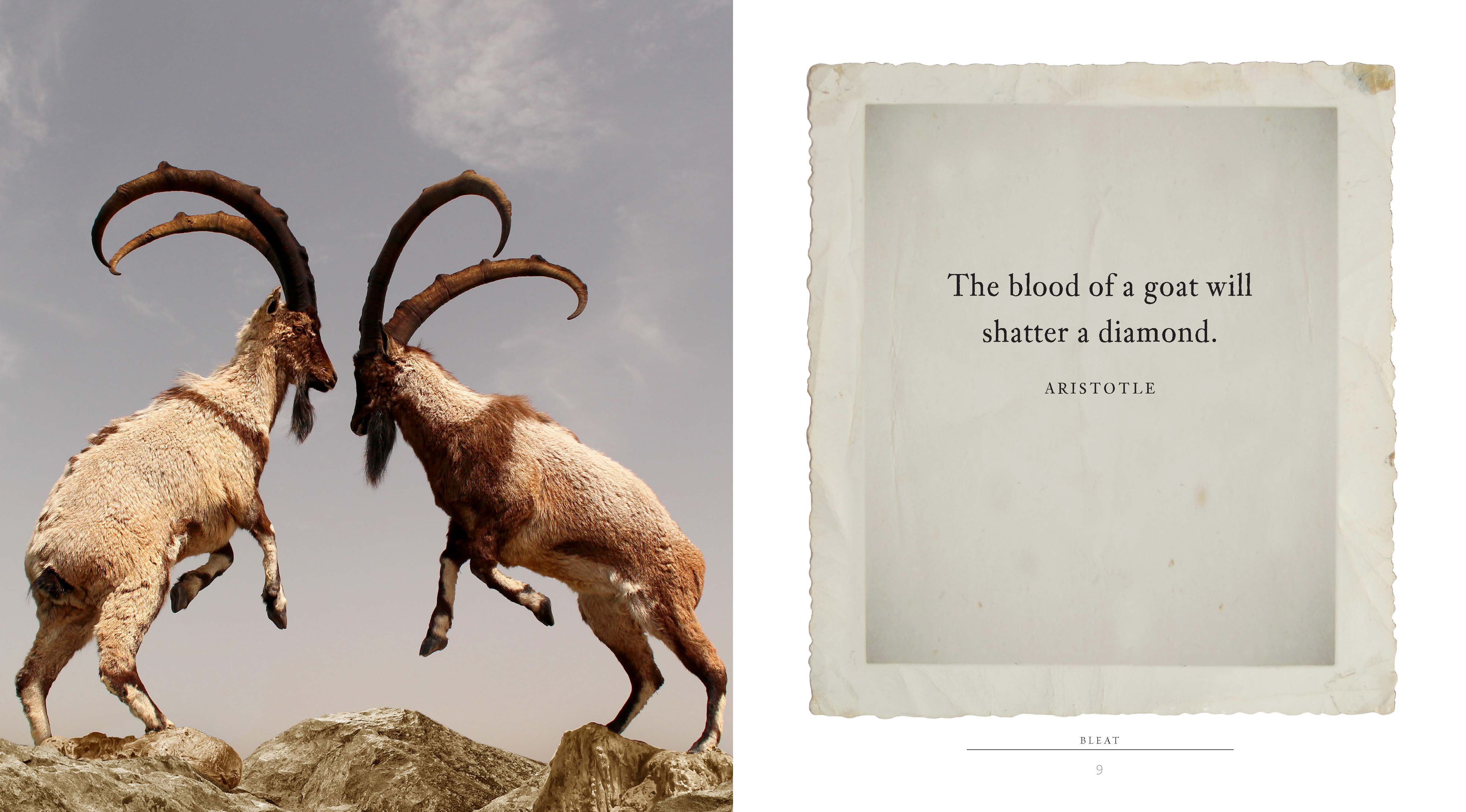Bleat, A book of fun for goat lovers by Bronwyn Eley | 9781922539298 ...
