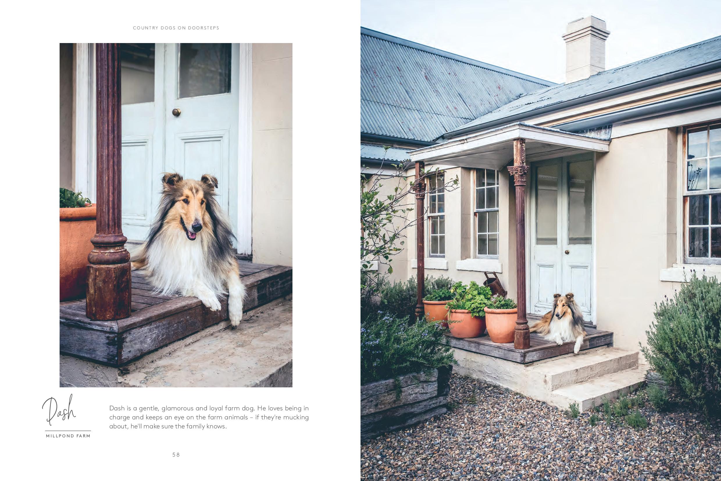 Country Dogs on Doorsteps by Suzanne Stevenson | 9781922626035 | Booktopia