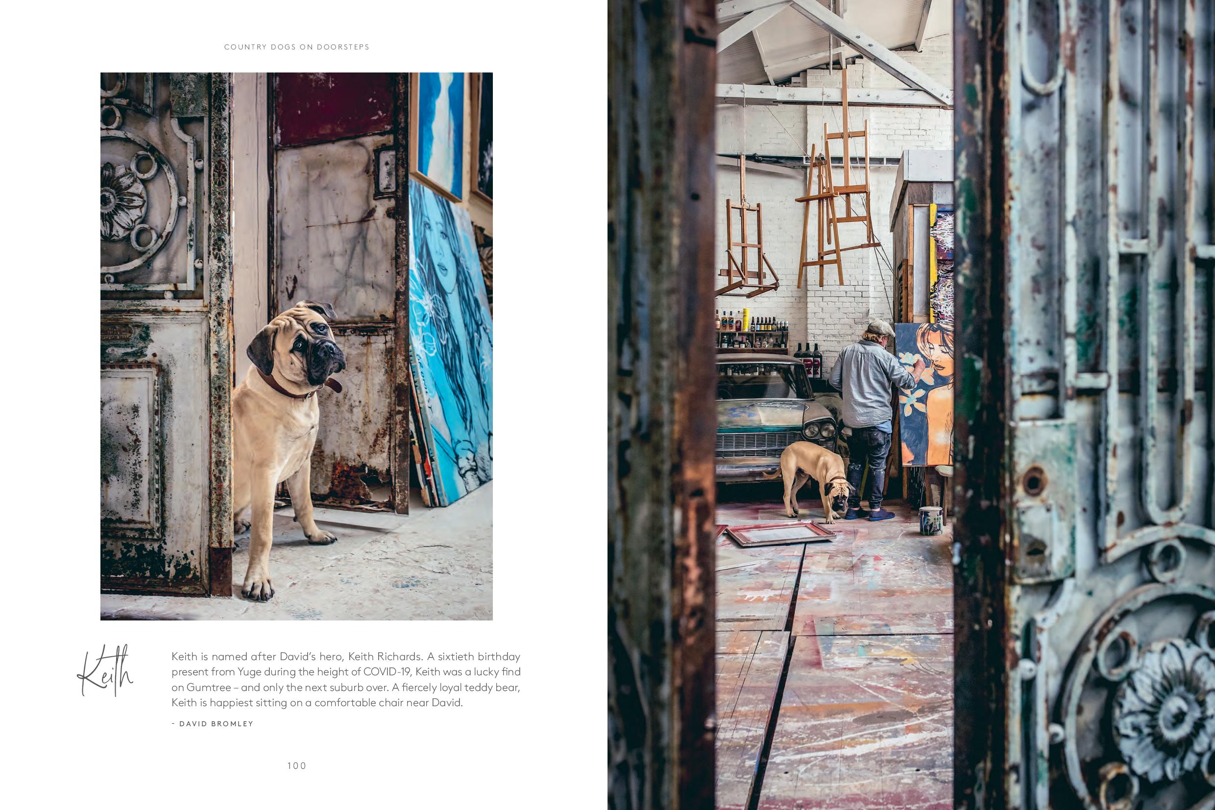 Country Dogs on Doorsteps by Suzanne Stevenson | 9781922626035 | Booktopia