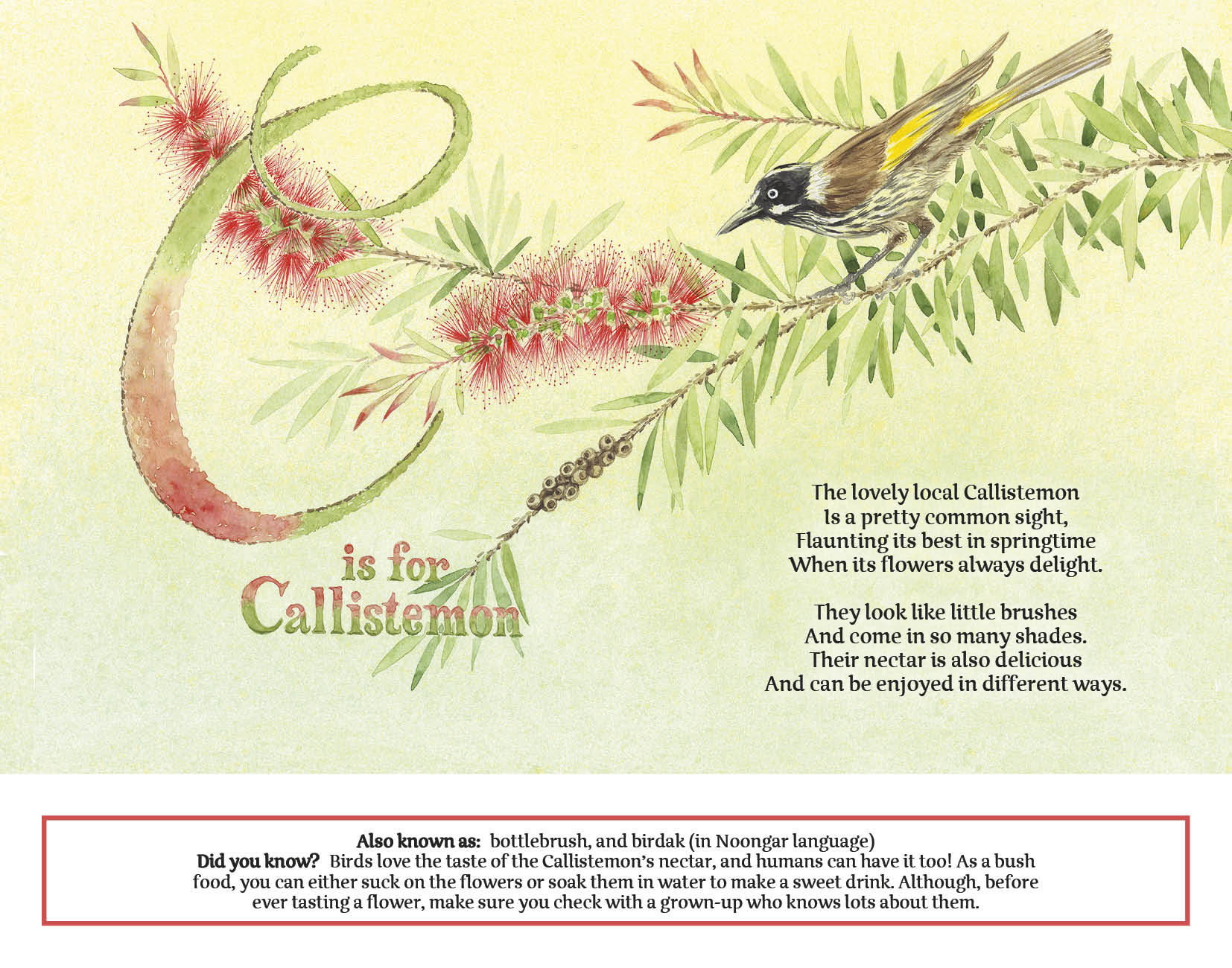 Aussie Native Plants A-Z by Joey Farrell | 9781922643551 | Booktopia