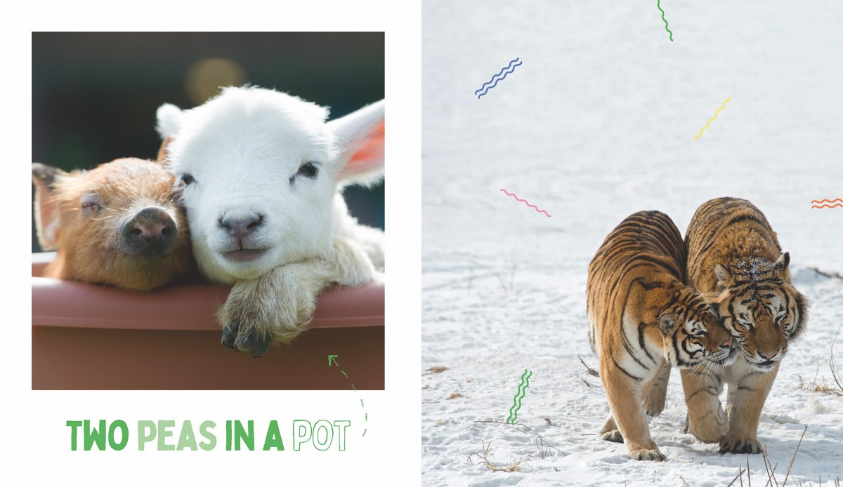 Animal Pals That Prove That Love Is Real by Smith Street Books ...