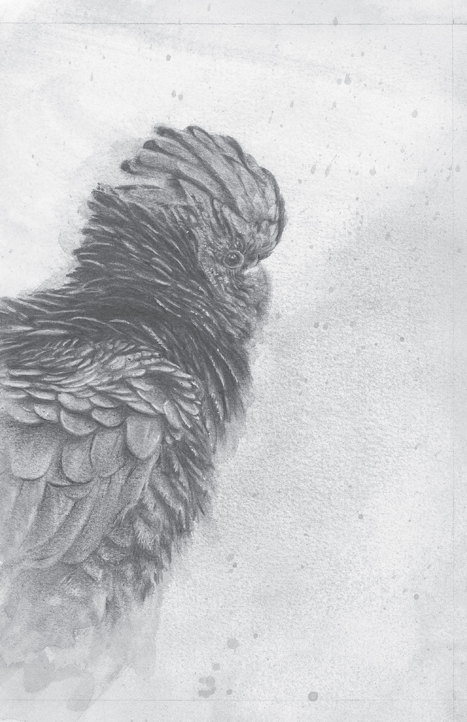 Dirrarn, Daisy Utemorrah Award Winner by Carl Merrison | 9781922777027 | Booktopia