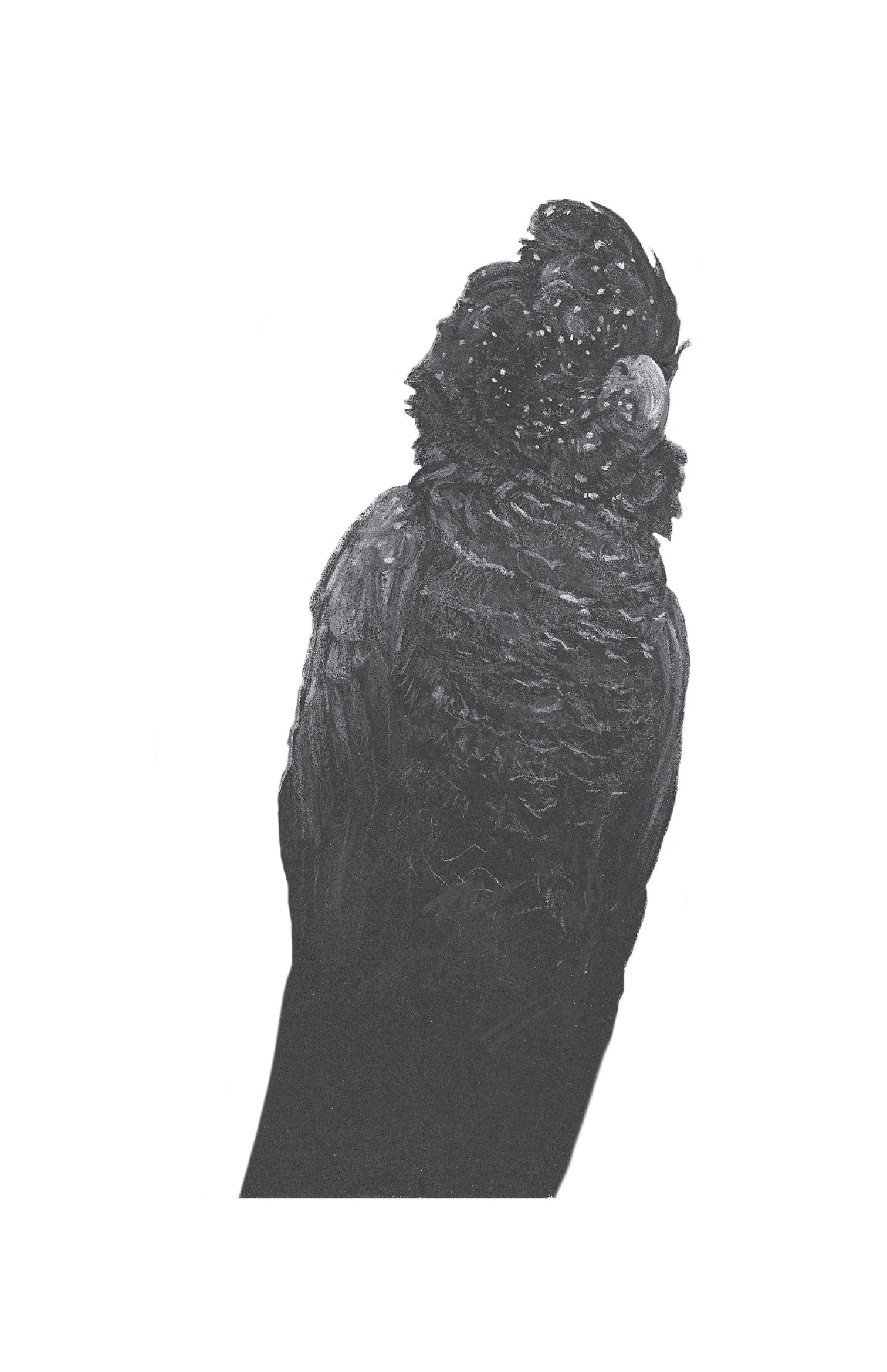 Dirrarn, Daisy Utemorrah Award Winner by Carl Merrison | 9781922777027 | Booktopia