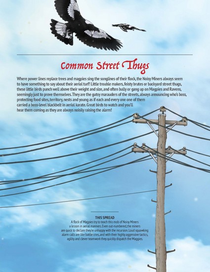 Australian Backyard Birds by Myke Mollard | 9781922800237 | Booktopia