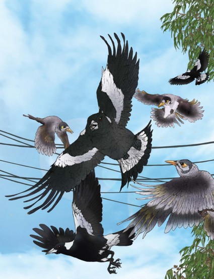 Australian Backyard Birds by Myke Mollard | 9781922800237 | Booktopia