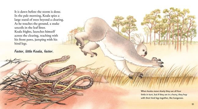 Koala, Nature Storybooks by Claire Saxby | 9781925126396 | Booktopia