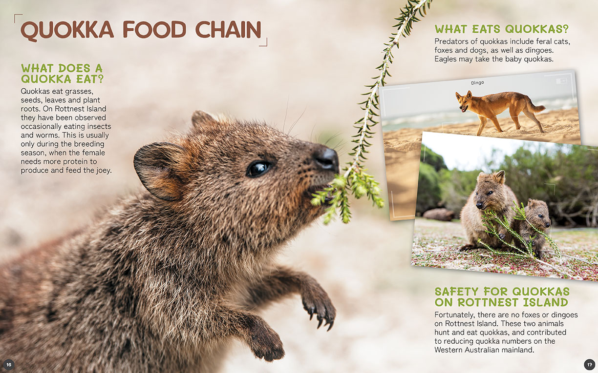 Quokka, Australia's Remarkable Wildlife by John Lesley | 9781925860009 ...