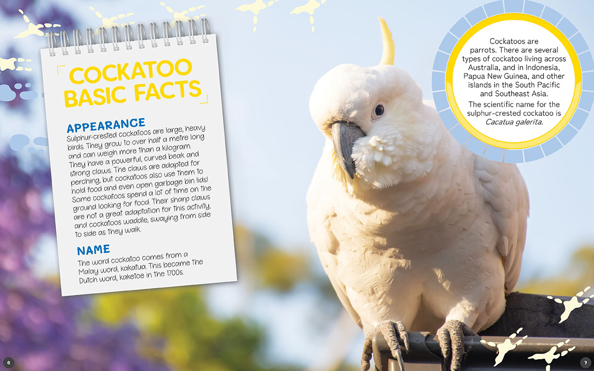 Cockatoo, Australia's Remarkable Wildlife by John Lesley ...