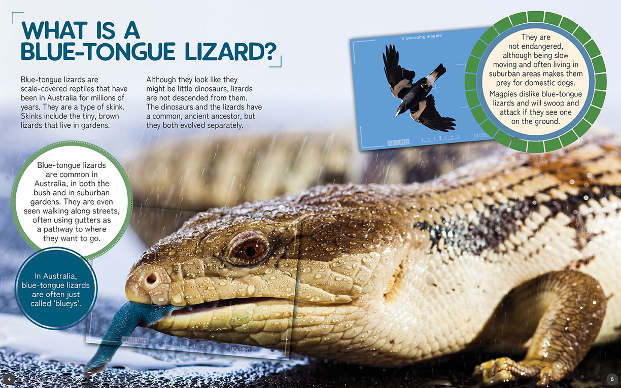 Blue-Tongue Lizard, Australia's Remarkable Wildlife by John Lesley ...