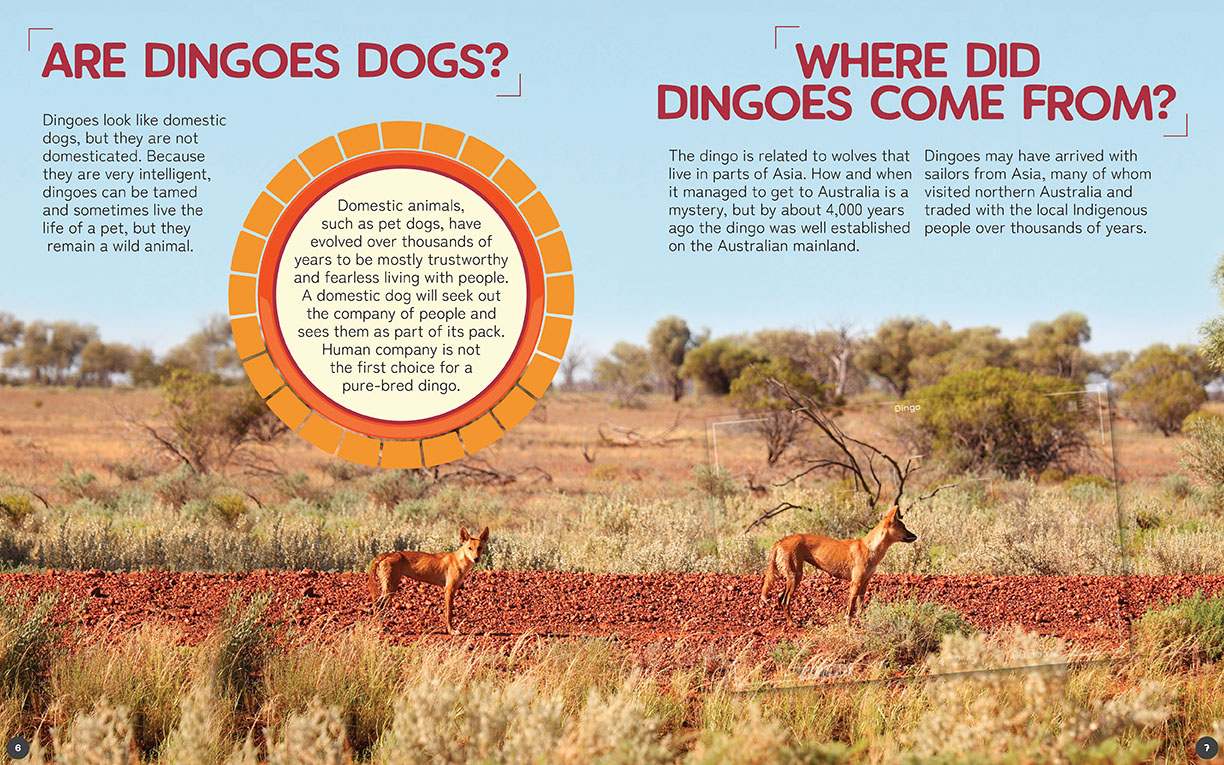 Dingo, Australia's Remarkable Wildlife by John Lesley | 9781925860962 ...