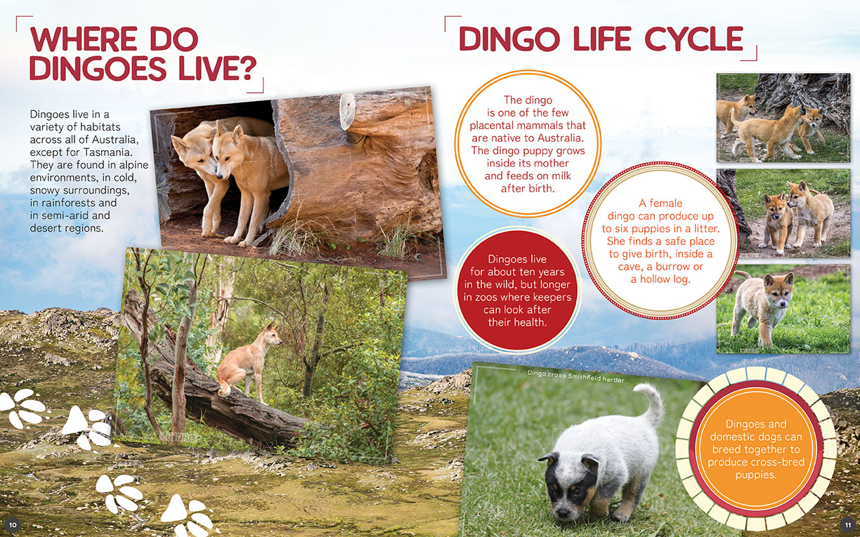 Dingo, Australia's Remarkable Wildlife by John Lesley | 9781925860962 ...