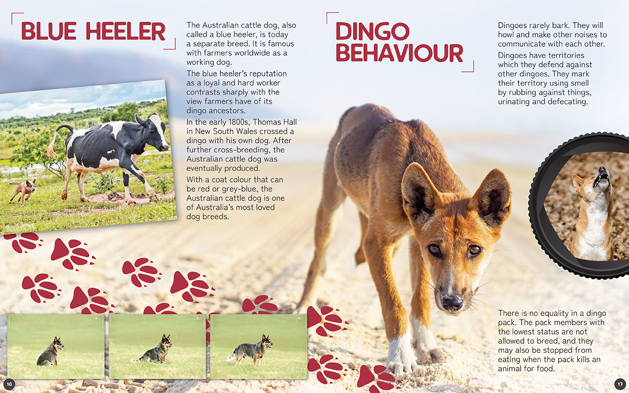 Dingo, Australia's Remarkable Wildlife by John Lesley | 9781925860962 ...