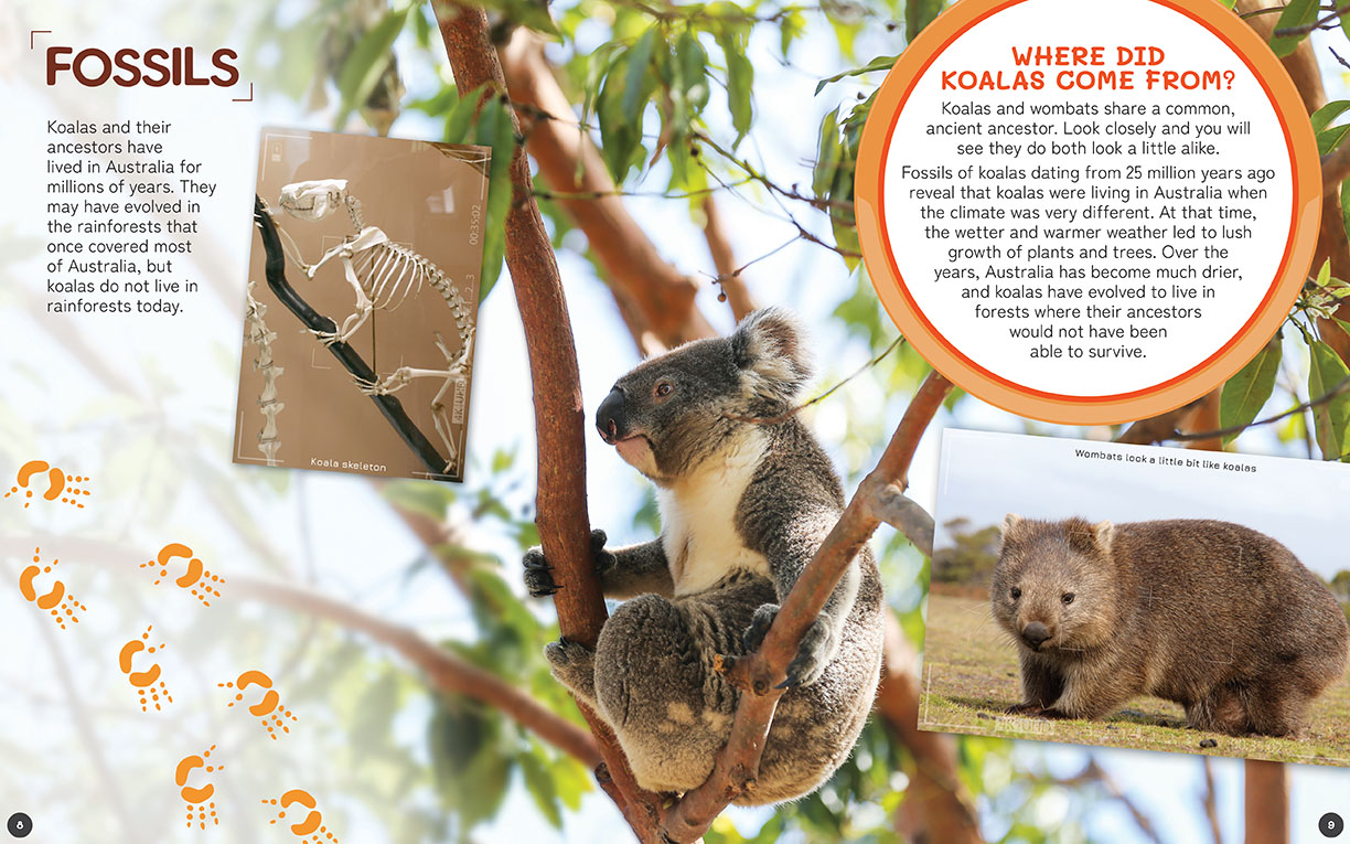 Australia's Remarkable Wildlife, Koala by John Lesley | 9781925860986 ...