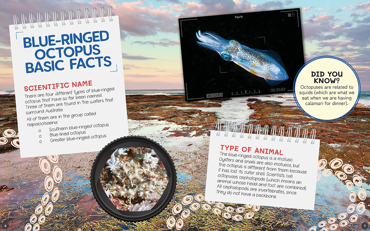 Blue-Ringed Octopus, Australia's Remarkable Wildlife by John Lesley | 9781925860993 | Booktopia