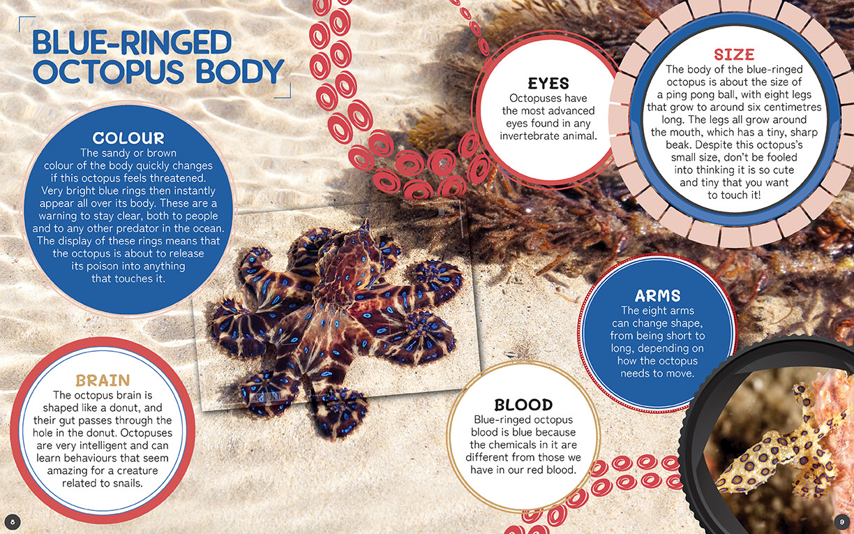 Blue-Ringed Octopus, Australia's Remarkable Wildlife by John Lesley ...