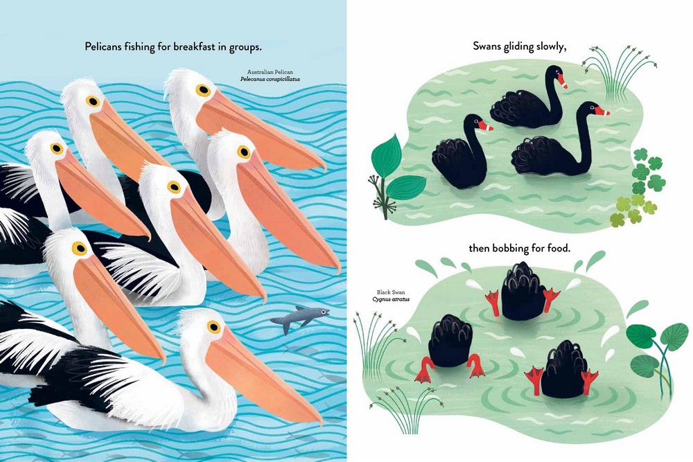 Busy Beaks by Sarah Allen | 9781925972948 | Booktopia