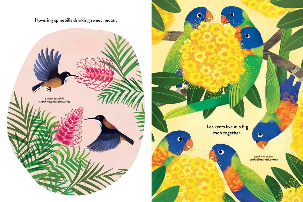 Busy Beaks by Sarah Allen | 9781925972948 | Booktopia