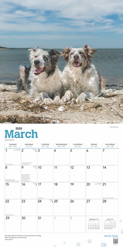 Border Collies - 2020 Wall Calendar by Browntrout Publishers ...