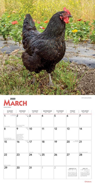 Chickens - 2020 Wall Calendar by Browntrout Publishers | 9781975406967 ...