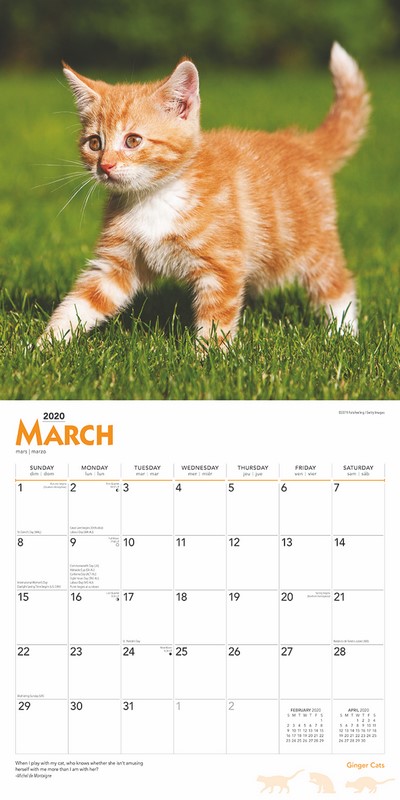Ginger Cats - 2020 Wall Calendar by Browntrout Publishers ...
