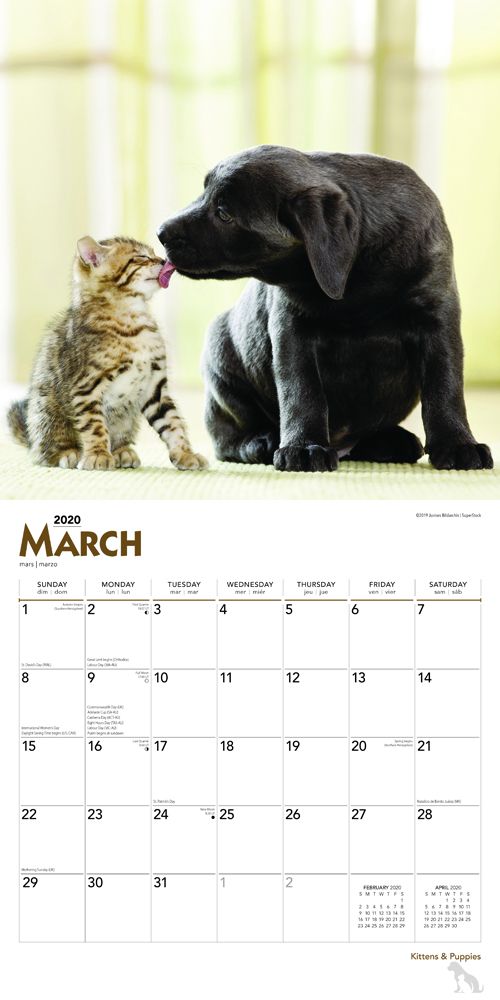 Kittens & Puppies 2020 Calendar, Foil Stamped Cover by Browntrout ...