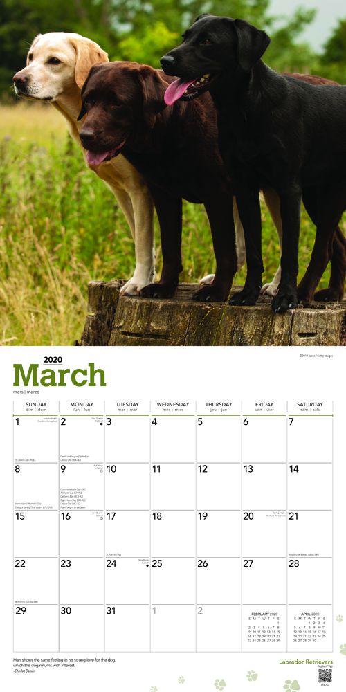 Labrador Retrievers 2020 Calendar, Foil Stamped Cover by Inc Browntrout ...