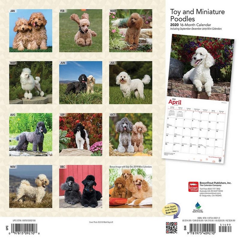 Poodles, Toy and Miniature - 2020 Wall Calendar by Browntrout ...
