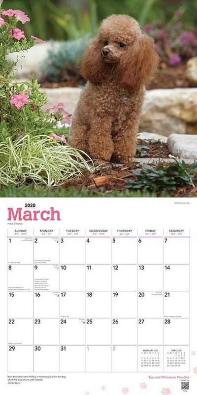 Poodles, Toy and Miniature - 2020 Wall Calendar by Browntrout ...