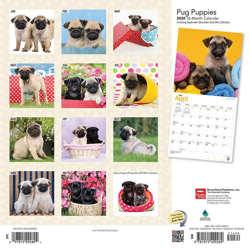 Pug Puppies - 2020 Wall Calendar by Browntrout Publishers ...