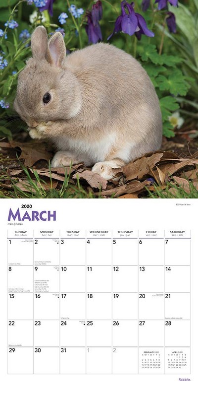 Rabbits - 2020 Wall Calendar by Browntrout Publishers | 9781975409364 ...