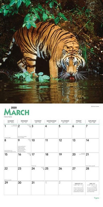 Tigers - 2020 Wall Calendar by Browntrout Publishers | 9781975409906 ...