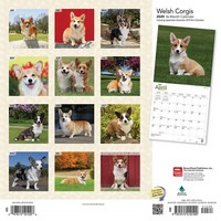 Welsh Corgis - 2020 Wall Calendar by Browntrout Publishers ...