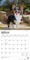 Welsh Corgis - 2020 Wall Calendar by Browntrout Publishers ...