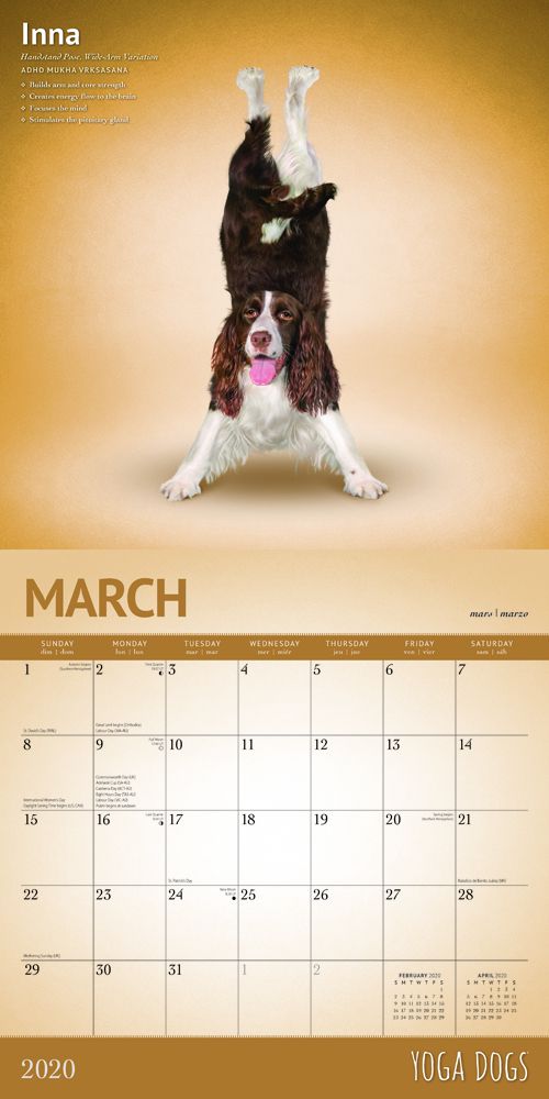 Yoga Dogs - 2020 Wall Calendar by Browntrout Publishers | 9781975412265 ...