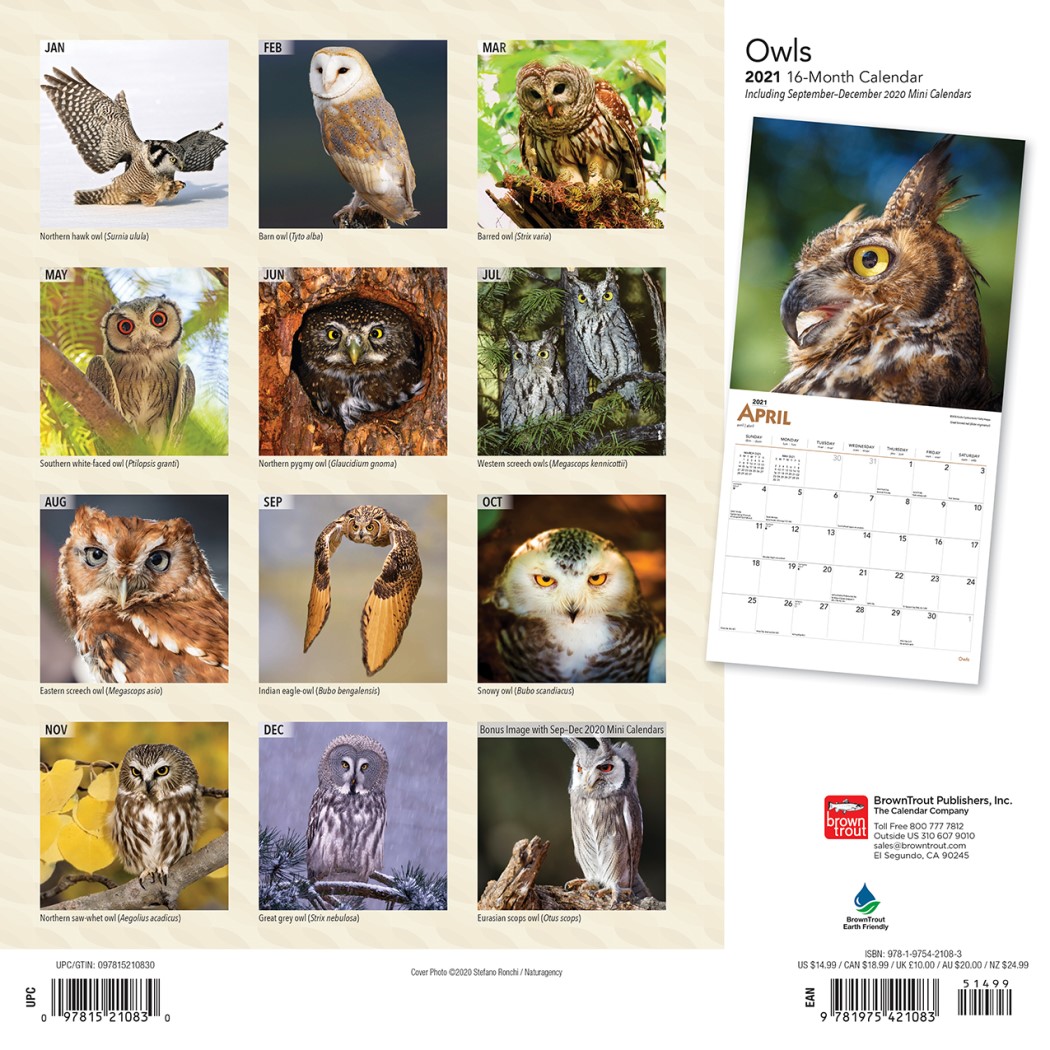 Owls - 2021 Wall Calendar by Browntrout | 9781975421083 | Booktopia
